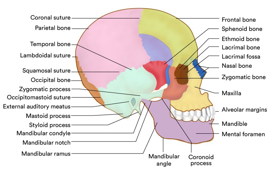 Depending on their shapes, bones are classified as long, short, flat or ...